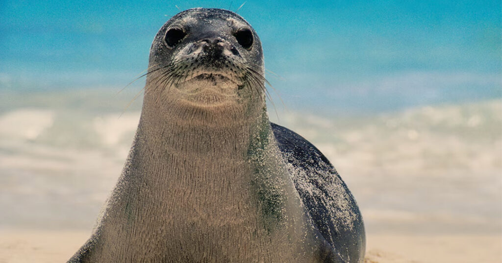 All beaches in Malta closed after monk seal poops in sea - Bis-Serjetà